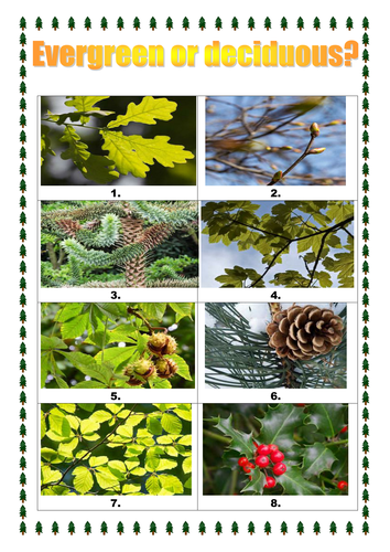 KS1 Science evergreen and deciduous trees activity by selinaj ...