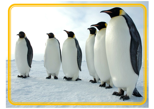 PENGUIN IN ANTARCTICA RESOURCES PACK - SCIENCE ANIMALS WINTER EYFS KS 1 ...