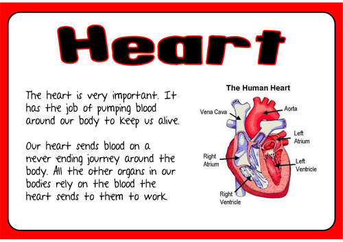 HUMAN BODY ORGANS-SCIENCE BIOLOGY KEY STAGE 2 DISPLAY BRAIN LUNGS HEART ...