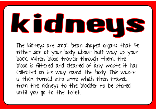 HUMAN BODY ORGANS-SCIENCE BIOLOGY KEY STAGE 2 DISPLAY BRAIN LUNGS HEART ...