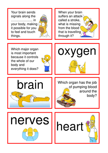 HUMAN BODY ORGANS-SCIENCE BIOLOGY KEY STAGE 2 DISPLAY BRAIN LUNGS HEART ...