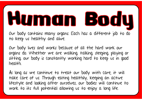 HUMAN BODY ORGANS-SCIENCE BIOLOGY KEY STAGE 2 DISPLAY BRAIN LUNGS HEART ...