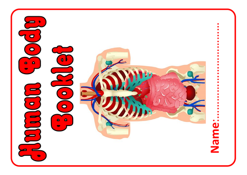 HUMAN BODY ORGANS-SCIENCE BIOLOGY KEY STAGE 2 DISPLAY BRAIN LUNGS HEART ...