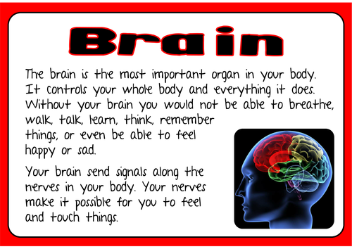 HUMAN BODY ORGANS-SCIENCE BIOLOGY KEY STAGE 2 DISPLAY BRAIN LUNGS HEART ...