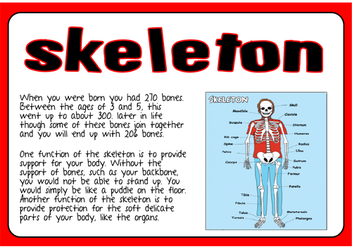 HUMAN BODY ORGANS-SCIENCE BIOLOGY KEY STAGE 2 DISPLAY BRAIN LUNGS HEART ...