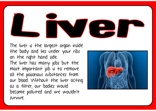 HUMAN BODY ORGANS-SCIENCE BIOLOGY KEY STAGE 2 DISPLAY BRAIN LUNGS HEART ...