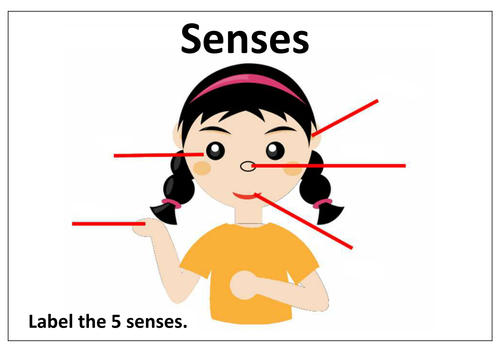 SENSES TEACHING RESOURCES EYFS KEY STAGE 1-2 SIGHT HEARING TOUCH TASTE ...