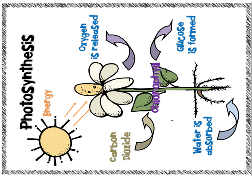 GROWING PLANTS SCIENCE TEACHING RESOURCES EARLY YEARS KEY STAGE 1-2 ...