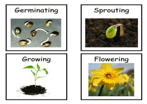 GROWING PLANTS SCIENCE TEACHING RESOURCES EARLY YEARS KEY STAGE 1-2 ...