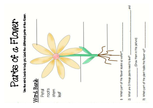 GROWING PLANTS SCIENCE TEACHING RESOURCES EARLY YEARS KEY STAGE 1-2 ...