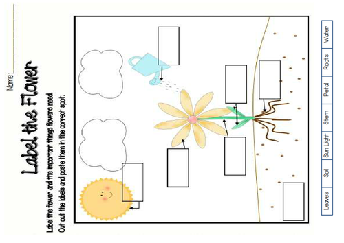 GROWING PLANTS SCIENCE TEACHING RESOURCES EARLY YEARS KEY STAGE 1-2 ...