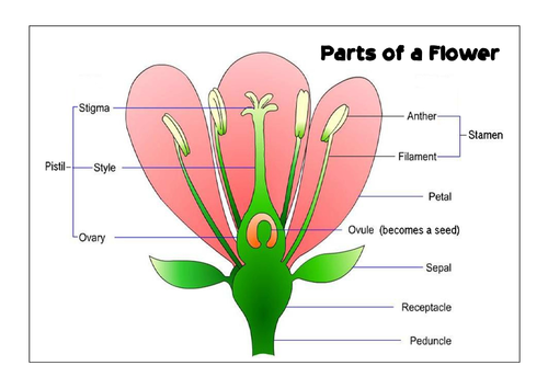 GROWING PLANTS SCIENCE TEACHING RESOURCES EARLY YEARS KEY STAGE 1-2 ...