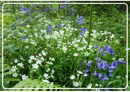 GROWING PLANTS SCIENCE TEACHING RESOURCES EARLY YEARS KEY STAGE 1-2 ...