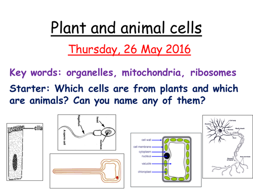 Whole Cells module- New AQA Biology GCSE (2018 EXAMS) | Teaching Resources