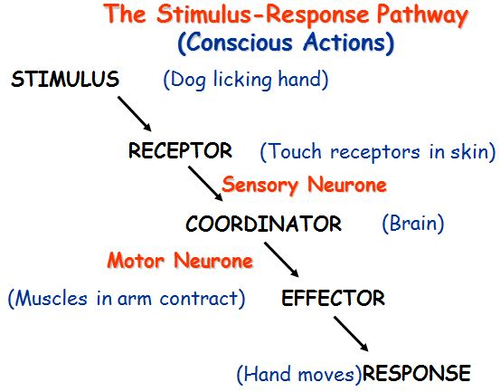Biology JPEGS Yr7 - Yr11 (B1, B2, B3) by rokerroar - Teaching Resources ...
