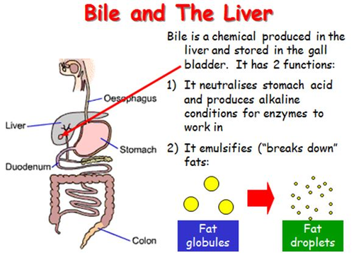 Biology JPEGS Yr7 - Yr11 (B1, B2, B3) by rokerroar - Teaching Resources ...