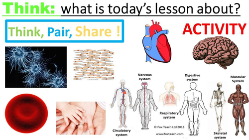 Cells, tissues and organs | Teaching Resources
