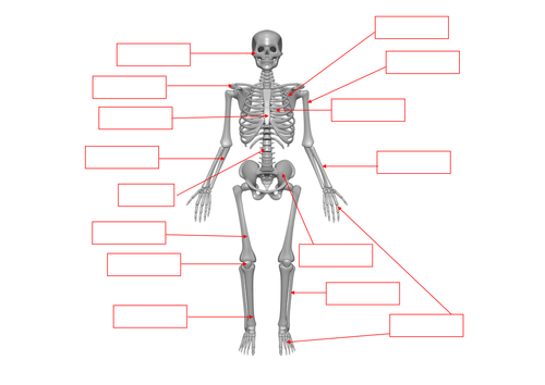 Skeleton - bones labelling worksheet | Teaching Resources