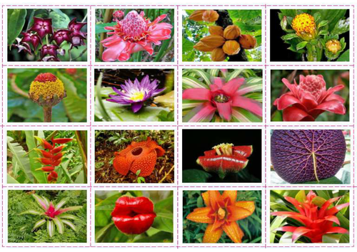 SOUTH AMERICA- RESOURCES LANGUAGE GEOGRAPHY FEATURES DISPLAY SPANISH ...