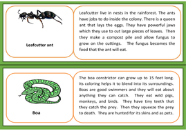 JUNGLE EXPLORERS RESOURCES SCIENCE KEY STAGE 1-2 EYFS RAINFOREST ...
