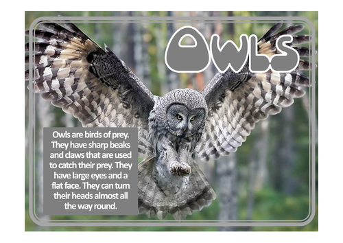 JUNGLE EXPLORERS RESOURCES SCIENCE KEY STAGE 1-2 EYFS RAINFOREST ...