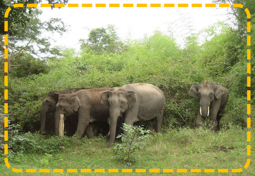 JUNGLE EXPLORERS RESOURCES SCIENCE KEY STAGE 1-2 EYFS RAINFOREST ...