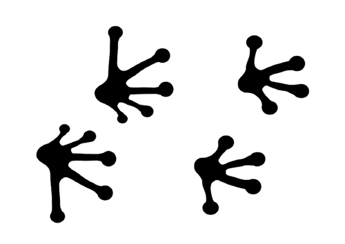 JUNGLE EXPLORERS RESOURCES SCIENCE KEY STAGE 1-2 EYFS RAINFOREST ...