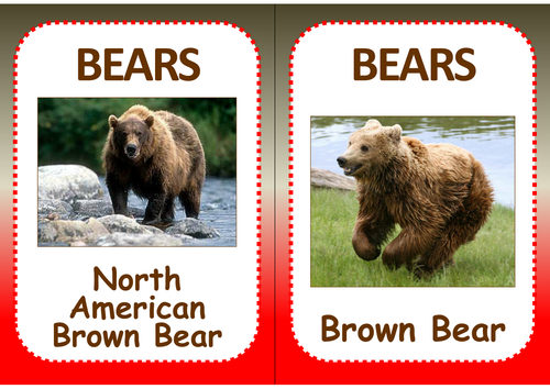 BEARS TEACHING RESOURCES SCIENCE ANIMALS EYFS KS 1-2 ROLE PLAY LITERACY ...