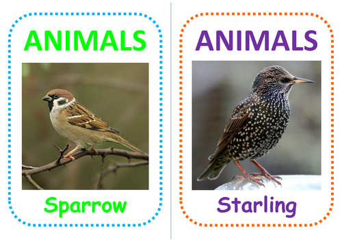 BIRDS RESOURCES LITERACY SCIENCE EYFS, KS 1-2 ANIMALS OWLS ROLE PLAY ...