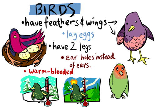 BIRDS RESOURCES LITERACY SCIENCE EYFS, KS 1-2 ANIMALS OWLS ROLE PLAY ...