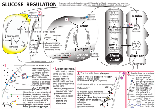 Glucose Regulated Diagram