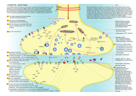 Synaptic Junction / Nerve impulse crossing a synapse | Teaching Resources