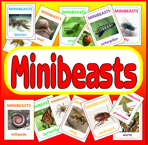 MINIBEASTS FLASHCARDS - 74 x A5 - SCIENCE DISPLAY TEACHING RESOURCES ...
