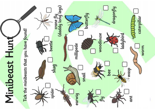 MINIBEASTS INSECTS SCIENCE RESOURCES EARLY YEARS KS1-2 DISPLAY ANIMALS ...