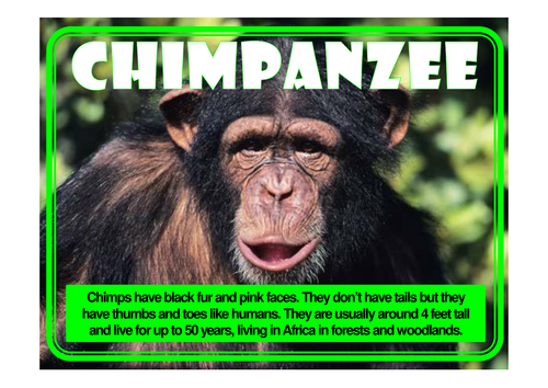 MONKEYS PRIMATES TEACHING RESOURCES KEY STAGE 1-2 SCIENCE DISPLAY ...