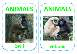 MONKEYS PRIMATES TEACHING RESOURCES KEY STAGE 1-2 SCIENCE DISPLAY ...