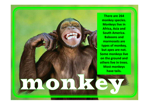MONKEYS PRIMATES TEACHING RESOURCES KEY STAGE 1-2 SCIENCE DISPLAY ...