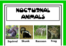 NOCTURNAL ANIMALS TEACHING RESOURCES DISPLAY SCIENCE HIBERNATION KS 1-2 ...
