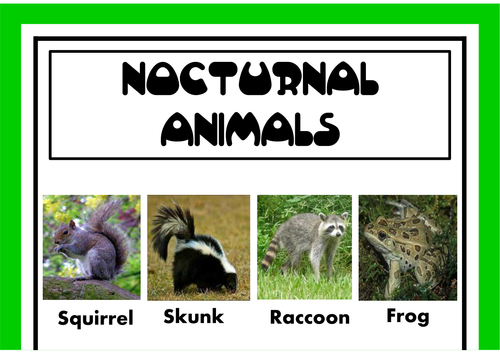 NOCTURNAL ANIMALS TEACHING RESOURCES DISPLAY SCIENCE HIBERNATION KS 1-2 ...