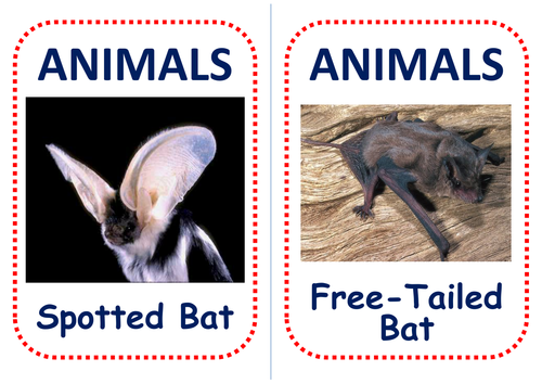 NOCTURNAL ANIMALS TEACHING RESOURCES DISPLAY SCIENCE HIBERNATION KS 1-2 ...