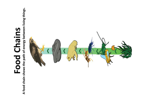 NOCTURNAL ANIMALS TEACHING RESOURCES DISPLAY SCIENCE HIBERNATION KS 1-2 ...