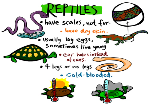 WORLD ANIMALS AFRICA USA AUSTRALIA TEACHING RESOURCES DISPLAY SCIENCE ...