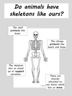 Types of skeleton | Teaching Resources