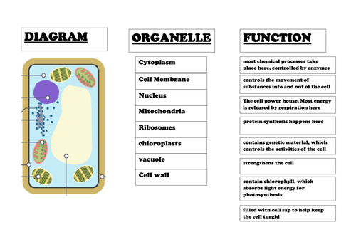 NEW GCSE BIOLOGY AQA- CELLS- EUKARYOTES AND PROKARYOTES | Teaching ...