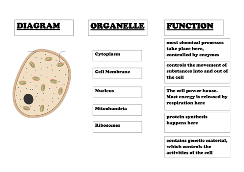 NEW GCSE BIOLOGY AQA- CELLS- EUKARYOTES AND PROKARYOTES | Teaching ...
