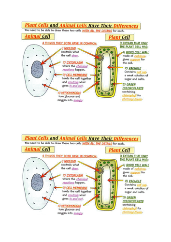 NEW GCSE BIOLOGY AQA- CELLS- EUKARYOTES AND PROKARYOTES | Teaching ...