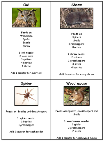 Build A Food Web Activity Teaching Resources