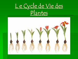 Le cycle de vie d'une plante | Teaching Resources