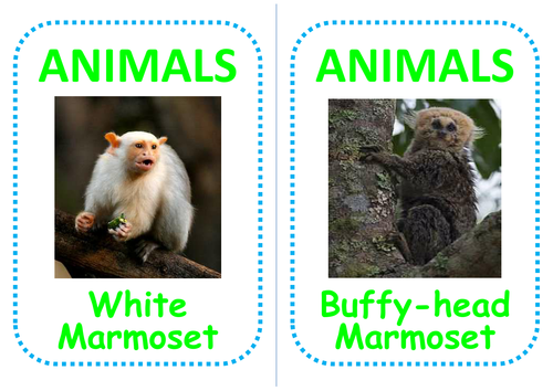 MONKEY PUZZLE STORY TEACHING RESOURCES LITERACY READING EYFS KS 1-2 ...