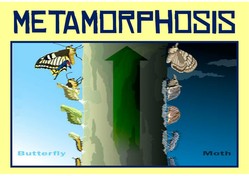 MONKEY PUZZLE STORY TEACHING RESOURCES LITERACY READING EYFS KS 1-2 ...